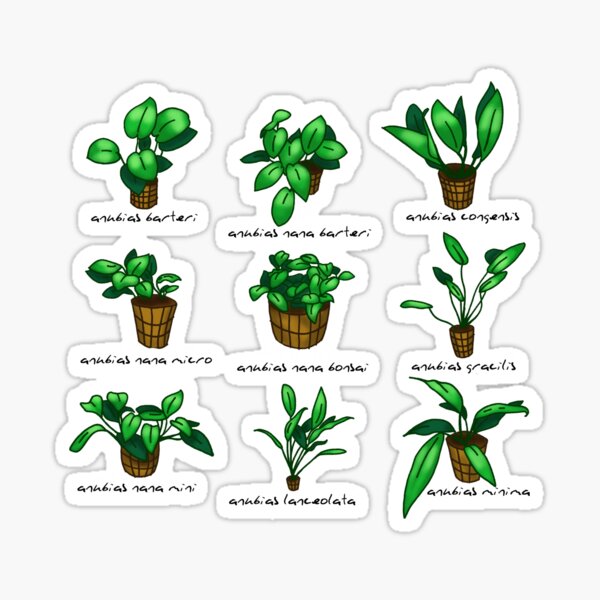 "Anubias" Sticker for Sale by PetFaces | Redbubble