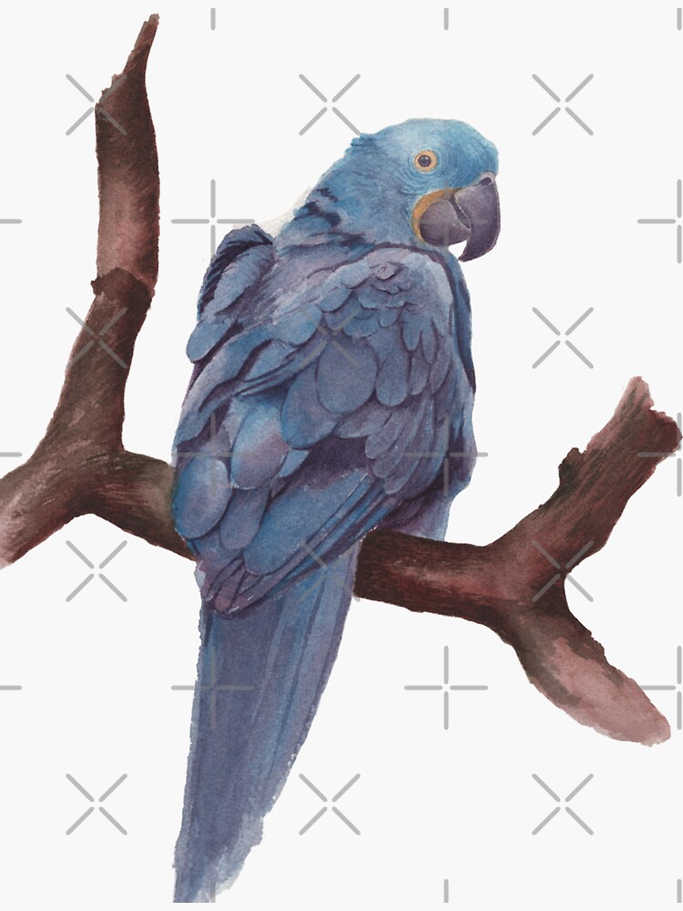 "Watercolor Hyacinth Macaw" Sticker for Sale by Cyeeart | Redbubble