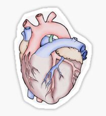 Anatomical Heart: Stickers | Redbubble