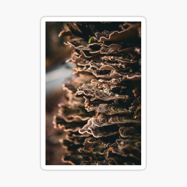 "Fungi on tree bark" Sticker for Sale by chiaravisuals | Redbubble