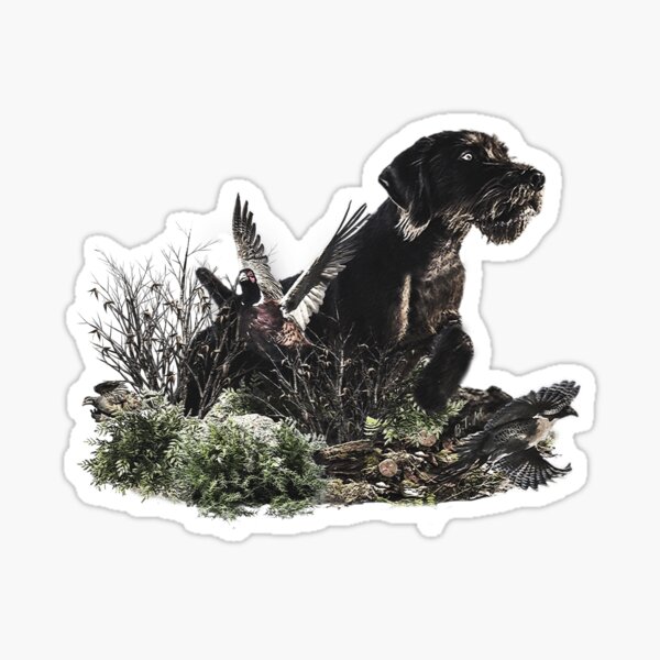 "German Wirehaired Pointer, Bird hunting season " Sticker for Sale by ...