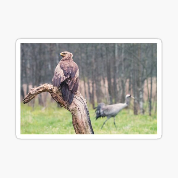 "Coexistence" Sticker for Sale by domcia | Redbubble