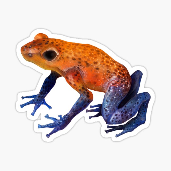 Poison Dart Frogs Stickers | Redbubble