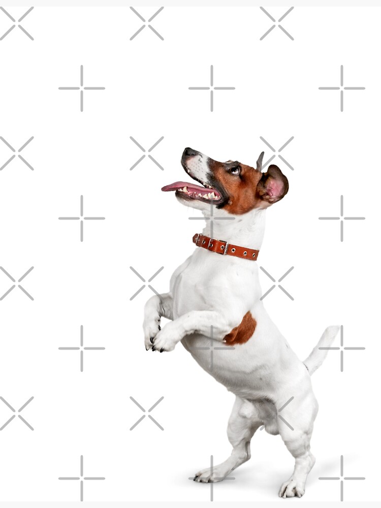 "Jack Russell!" Sticker for Sale by rimmatv | Redbubble