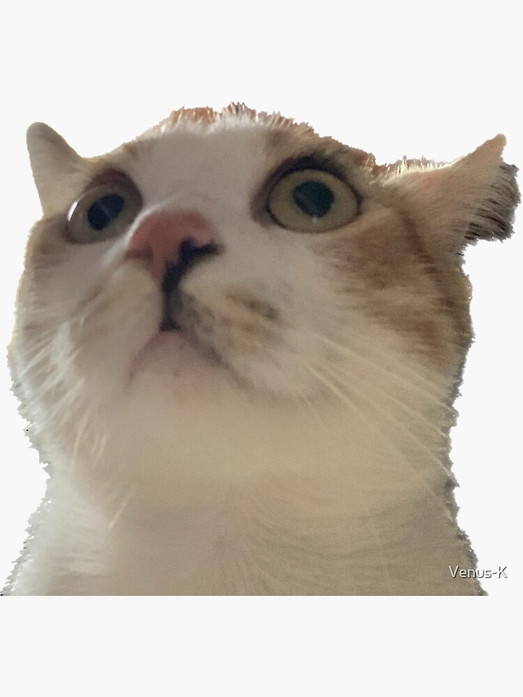 "Confused Meme Cat" Sticker for Sale by Venus-K | Redbubble