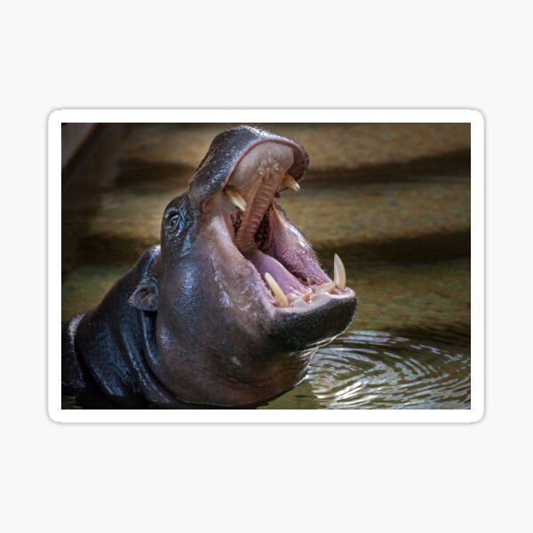 "Pygmy Hippopotamus" Sticker by evenflow | Redbubble