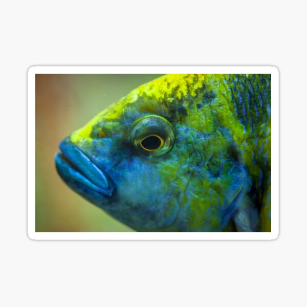 "Cichlid Fish" Sticker for Sale by evenflow | Redbubble