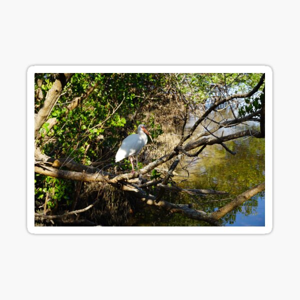 "Ibis " Sticker for Sale by Sparkleweather | Redbubble