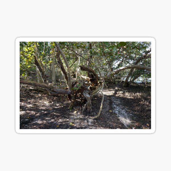 "Mangrove Trail " Sticker for Sale by Sparkleweather | Redbubble