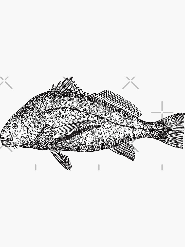 "Black Drum Fish Sticker" Sticker for Sale by OTPSstickers | Redbubble