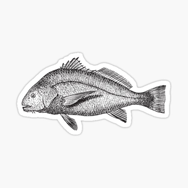 "Black Drum Fish Sticker" Sticker for Sale by OTPSstickers | Redbubble