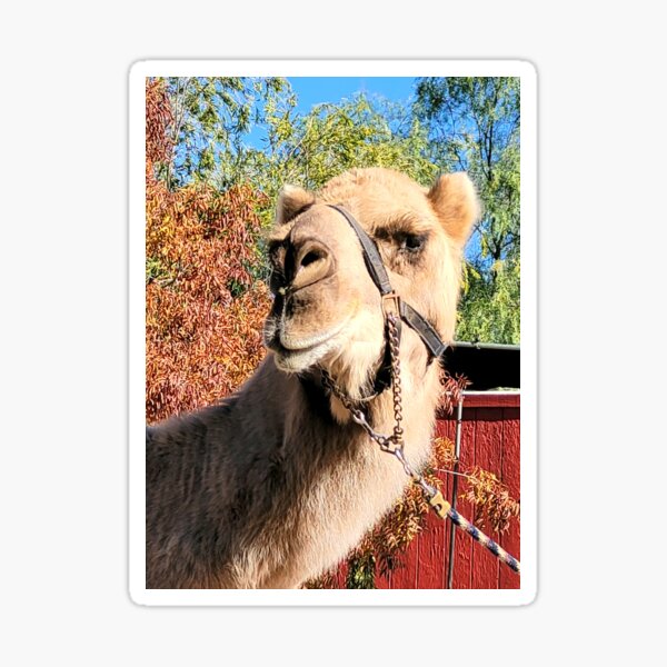 "Camel" Sticker for Sale by LinnyLee | Redbubble