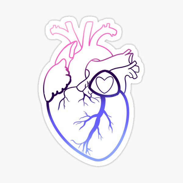 "Colorful Anatomically Correct Heart v.22" Sticker for Sale by Zeons ...