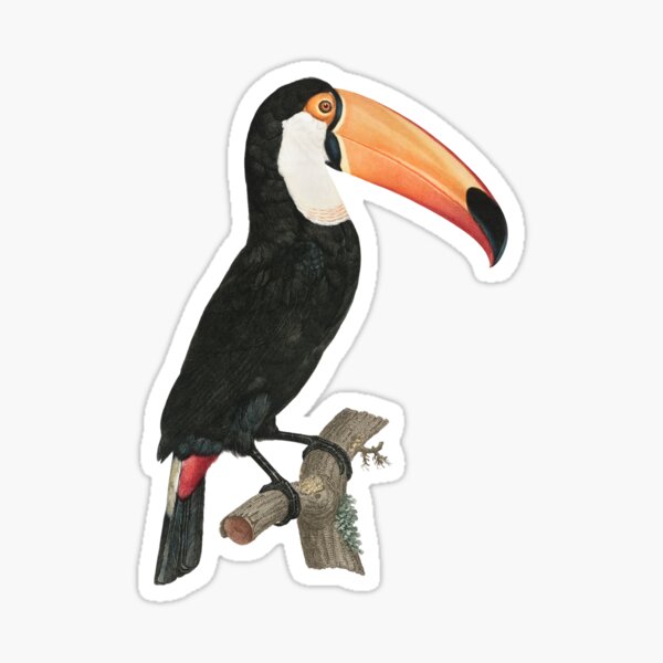 "Illustrated Toucan " Sticker for Sale by ArchivedRecord | Redbubble