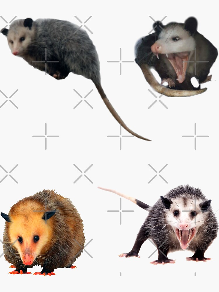"Possum sticker pack" Sticker for Sale by redakhatib | Redbubble