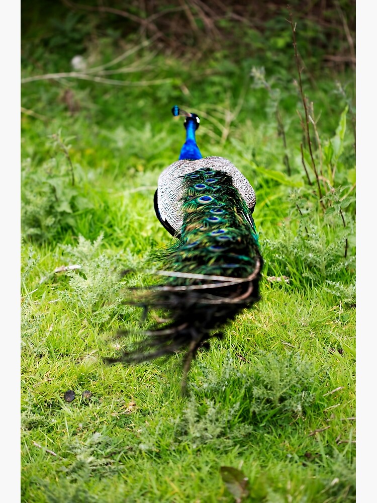 "Peacock running away " Framed Art Print for Sale by bartoszluczak ...