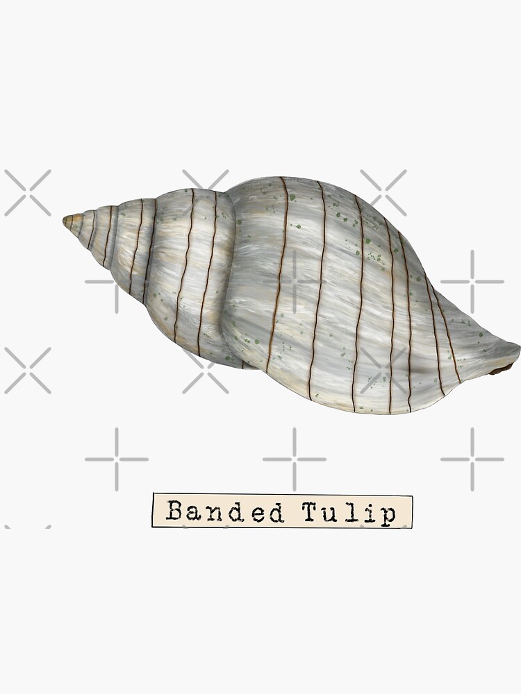 "Seashell Series Banded Tulip Shell" Sticker for Sale by TasiaZenzura ...