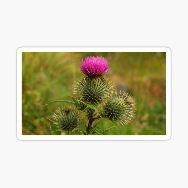 "Thistle" Sticker for Sale by SilAlte | Redbubble