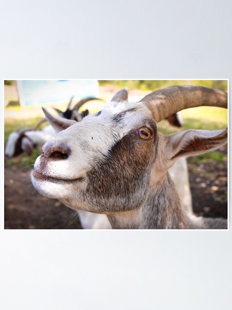 "The Intelligent Goat" Poster for Sale by CurlyQCat | Redbubble