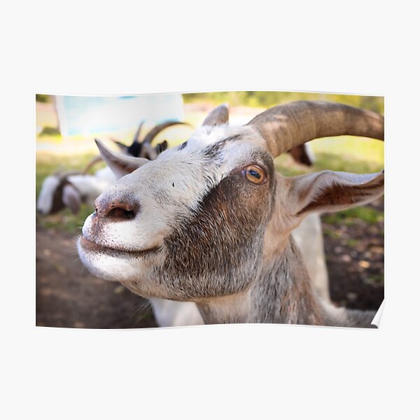 "The Intelligent Goat" Poster for Sale by CurlyQCat | Redbubble