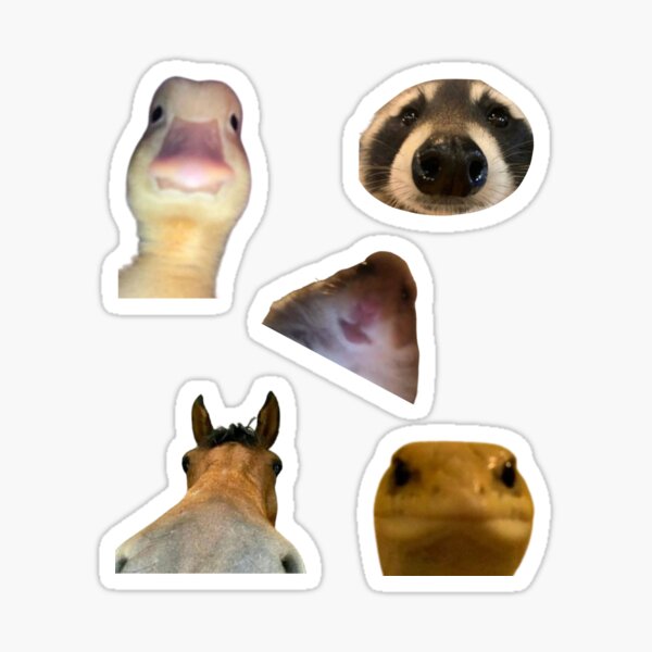 "Staring Animals Pack Meme (5)" Sticker for Sale by redakhatib | Redbubble
