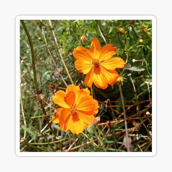 "Orange cosmos" Sticker for Sale by FreyaAltruista | Redbubble