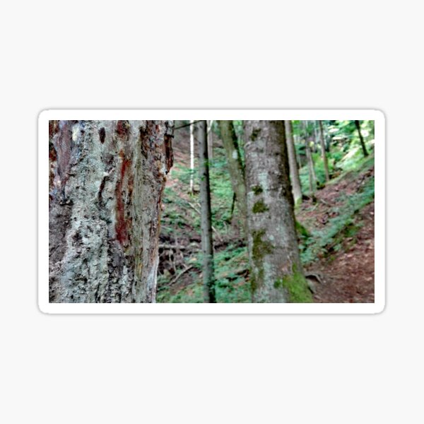 "Tree bark" Sticker by paneele | Redbubble
