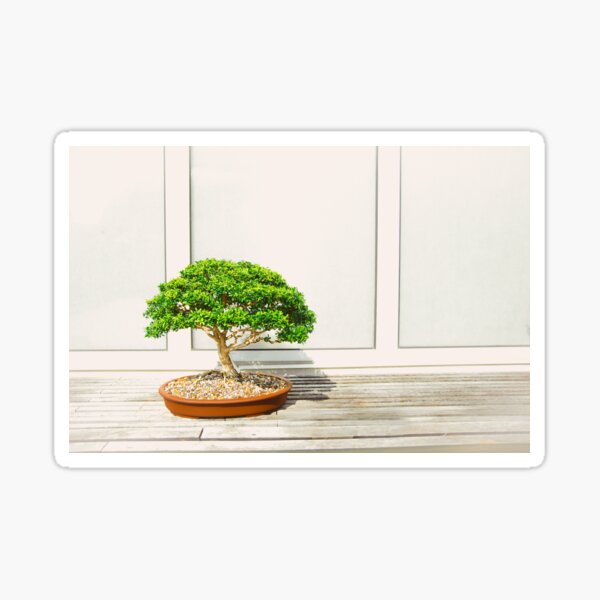 "Zen Bosai Tree, Bonsai Plant" Sticker for Sale by newburyboutique ...