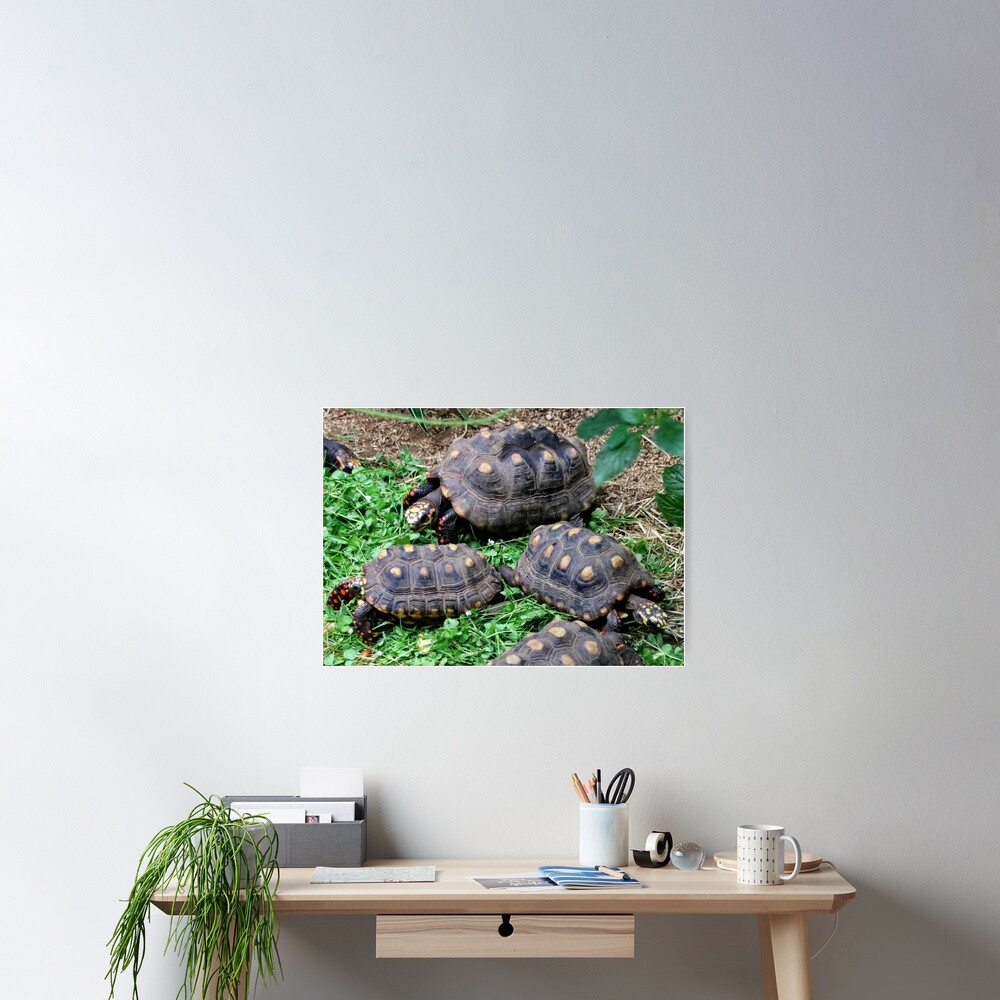 "Red Footed Tortoise" Poster by AnnDixon | Redbubble