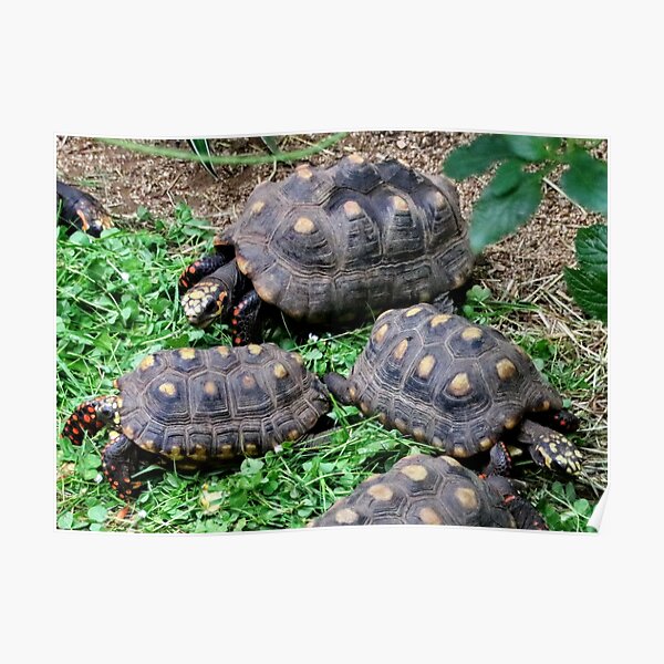 "Red Footed Tortoise" Poster by AnnDixon | Redbubble