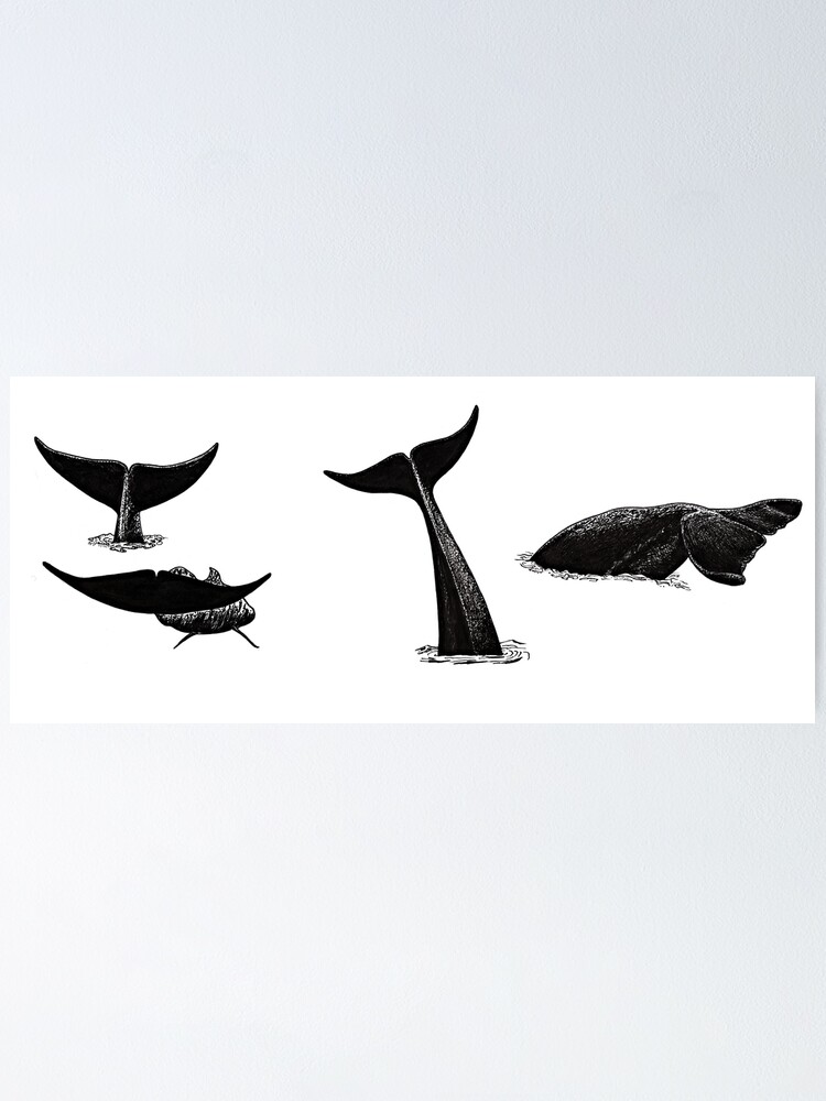 "Pilot Whale flukes - Ink work for whale lovers" Poster by CHLOEYZOARD ...