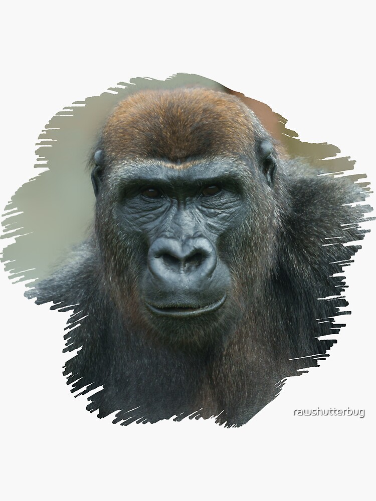 "Copy of Gorilla Lope Pose" Sticker for Sale by rawshutterbug | Redbubble