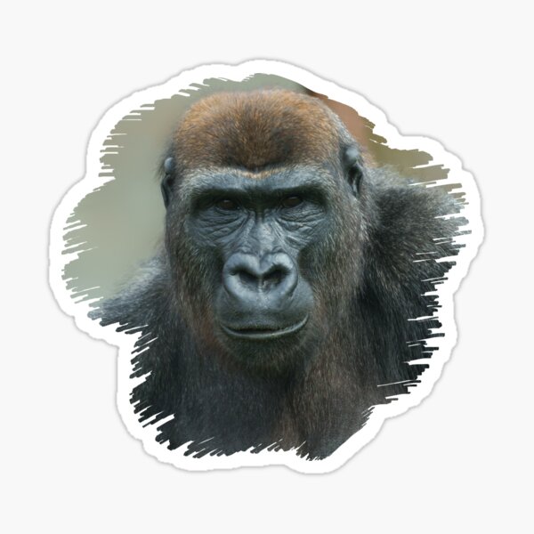 "Copy of Gorilla Lope Pose" Sticker for Sale by rawshutterbug | Redbubble