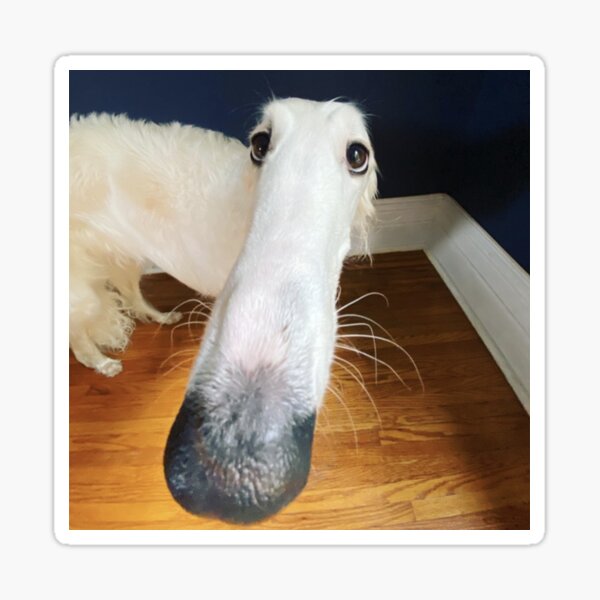 "Long Nose Dog" Sticker for Sale by MemeTees69 | Redbubble