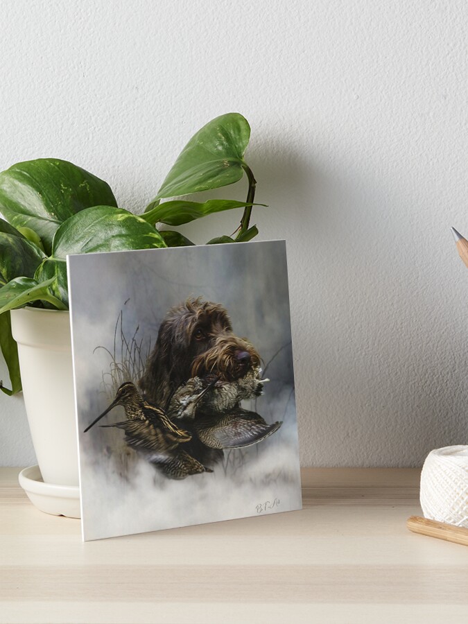 El Grifo Punteagudo De Pelo Duro Crece