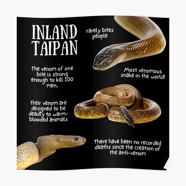 "Inland Taipan Snake Fun Facts" Poster for Sale by KyleNesas | Redbubble