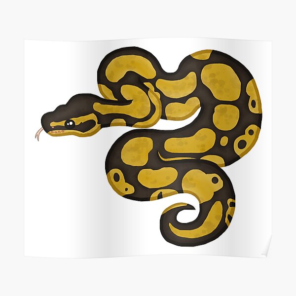 "Ball/Royal Python - Normal Morph" Poster for Sale by biscuitbanana ...