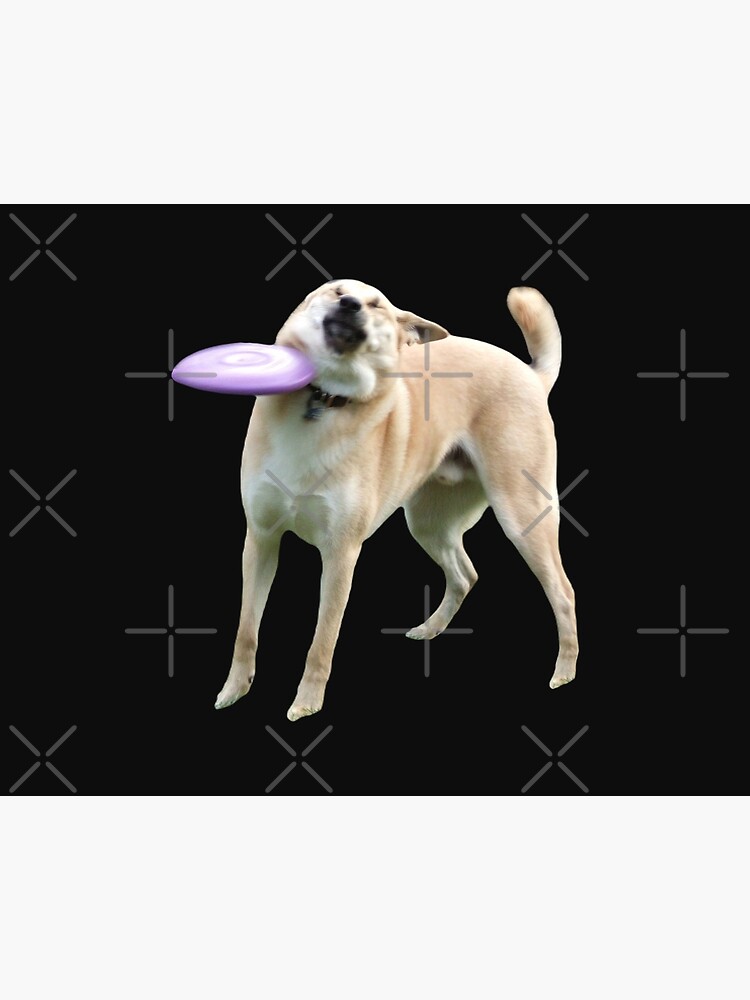 Doge Frisbee Memes
