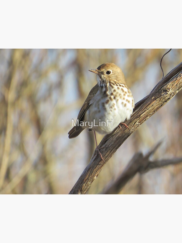 "Veery No.3" Sticker for Sale by MaryLinH | Redbubble