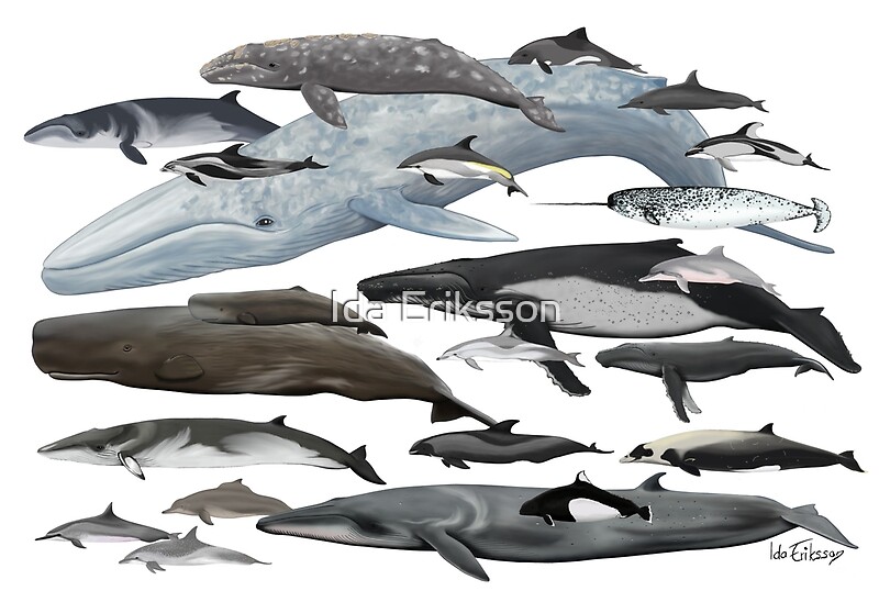 "Cetaceans " by Ida Eriksson | Redbubble