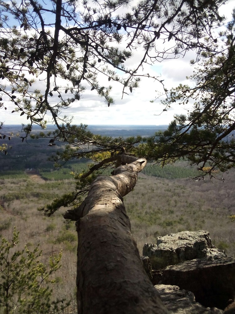 "Overhanging branch" Sticker for Sale by Daerohel | Redbubble