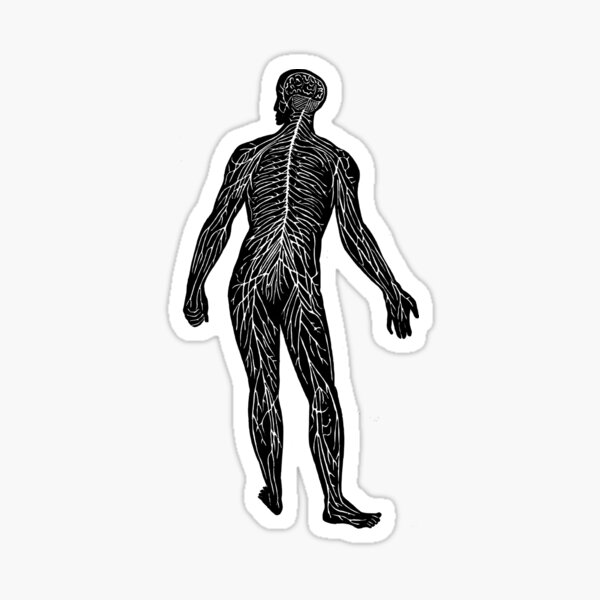 Nervous System Stickers | Redbubble