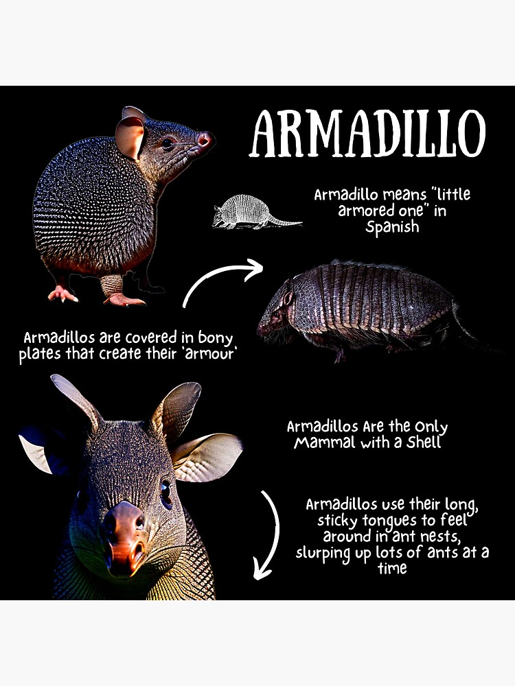 "Armadillo Fun Facts" Poster for Sale by KyleNesas | Redbubble