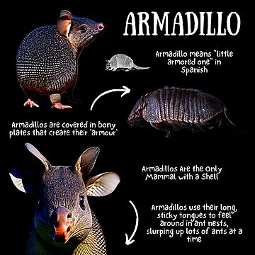 "Armadillo Fun Facts" Poster for Sale by KyleNesas | Redbubble