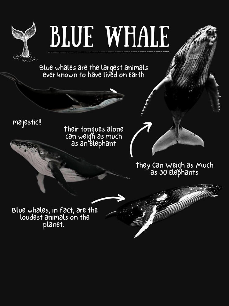 "Blue Whale Fun Facts" T-shirt for Sale by KyleNesas | Redbubble | blue ...