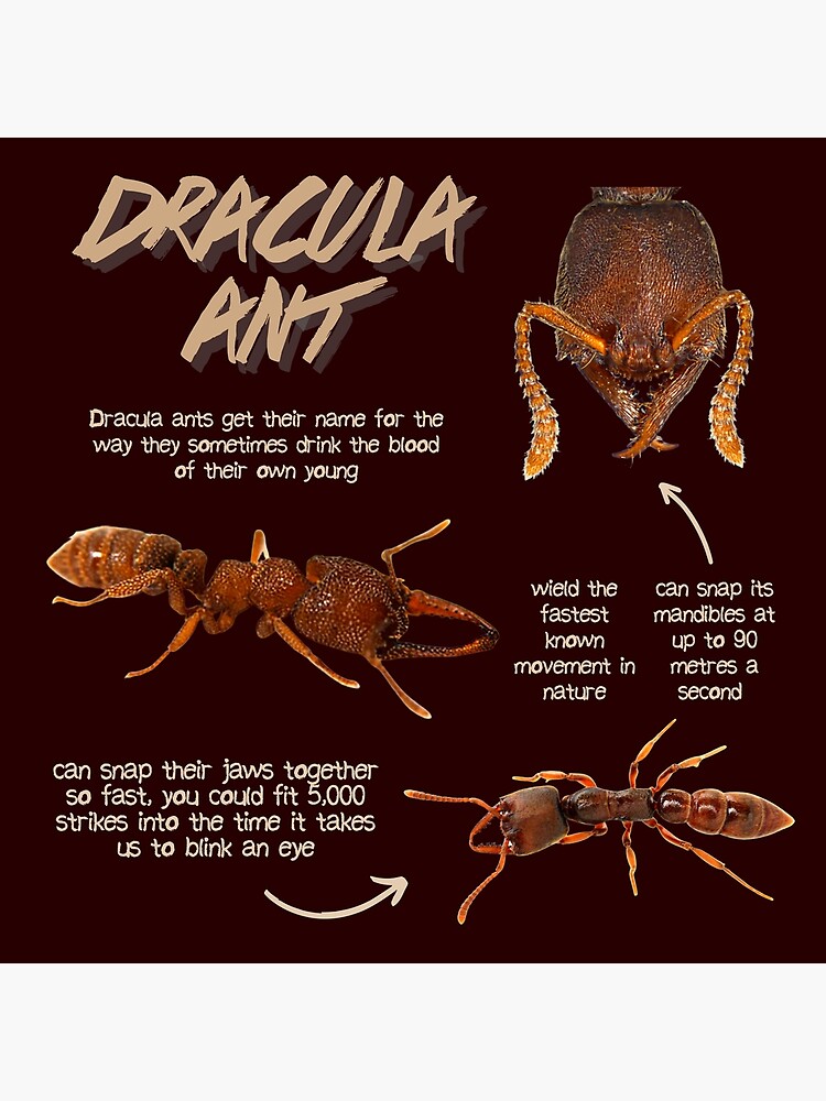 Dracula Ant Fun Facts Poster For Sale By Kylenesas Redbubble