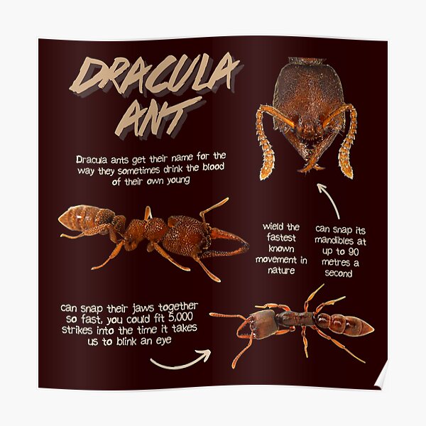 Dracula Ant Fun Facts Poster For Sale By Kylenesas Redbubble