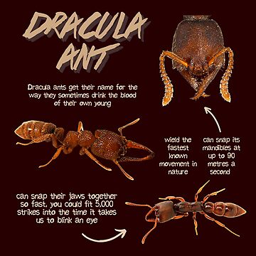 Dracula Ant Fun Facts Poster For Sale By Kylenesas Redbubble