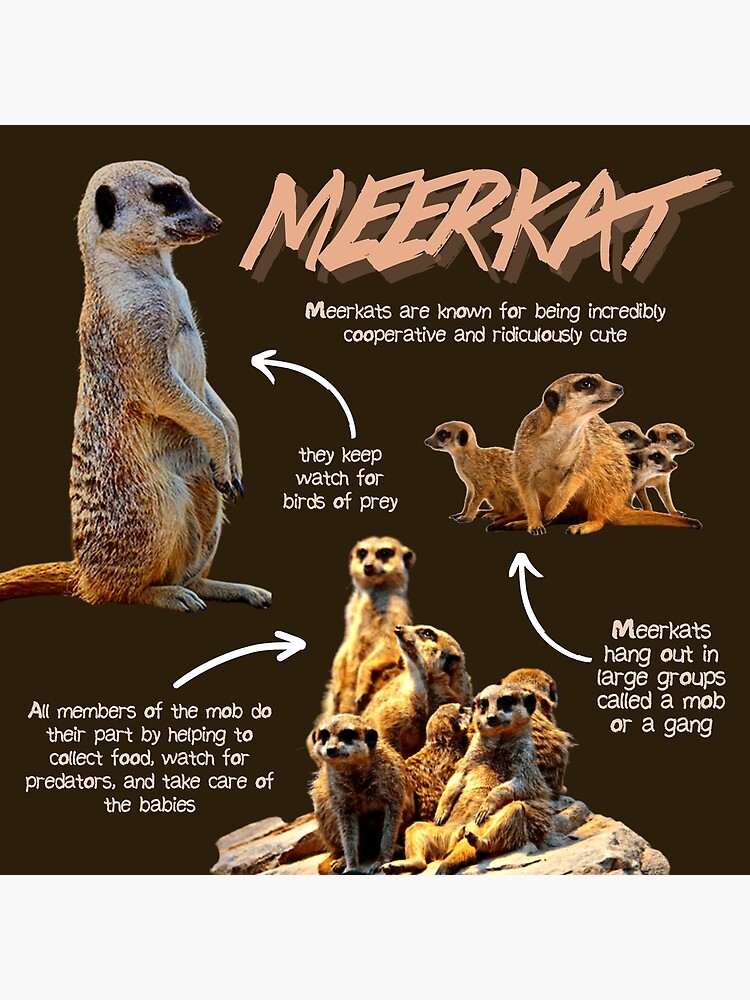 "Meerkat Fun Facts" Poster for Sale by KyleNesas | Redbubble