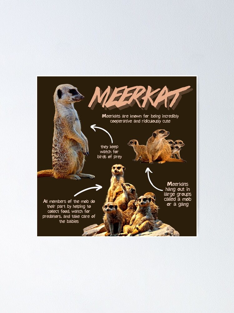 "Meerkat Fun Facts" Poster for Sale by KyleNesas | Redbubble